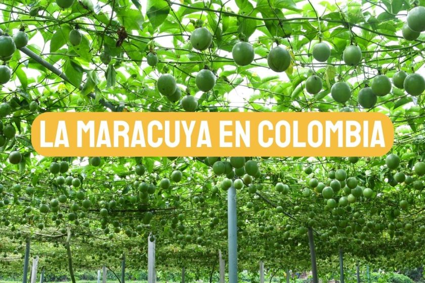 La Maracuyá: Una Fruta con una Larga Historia y Tradición en la Cultura ...